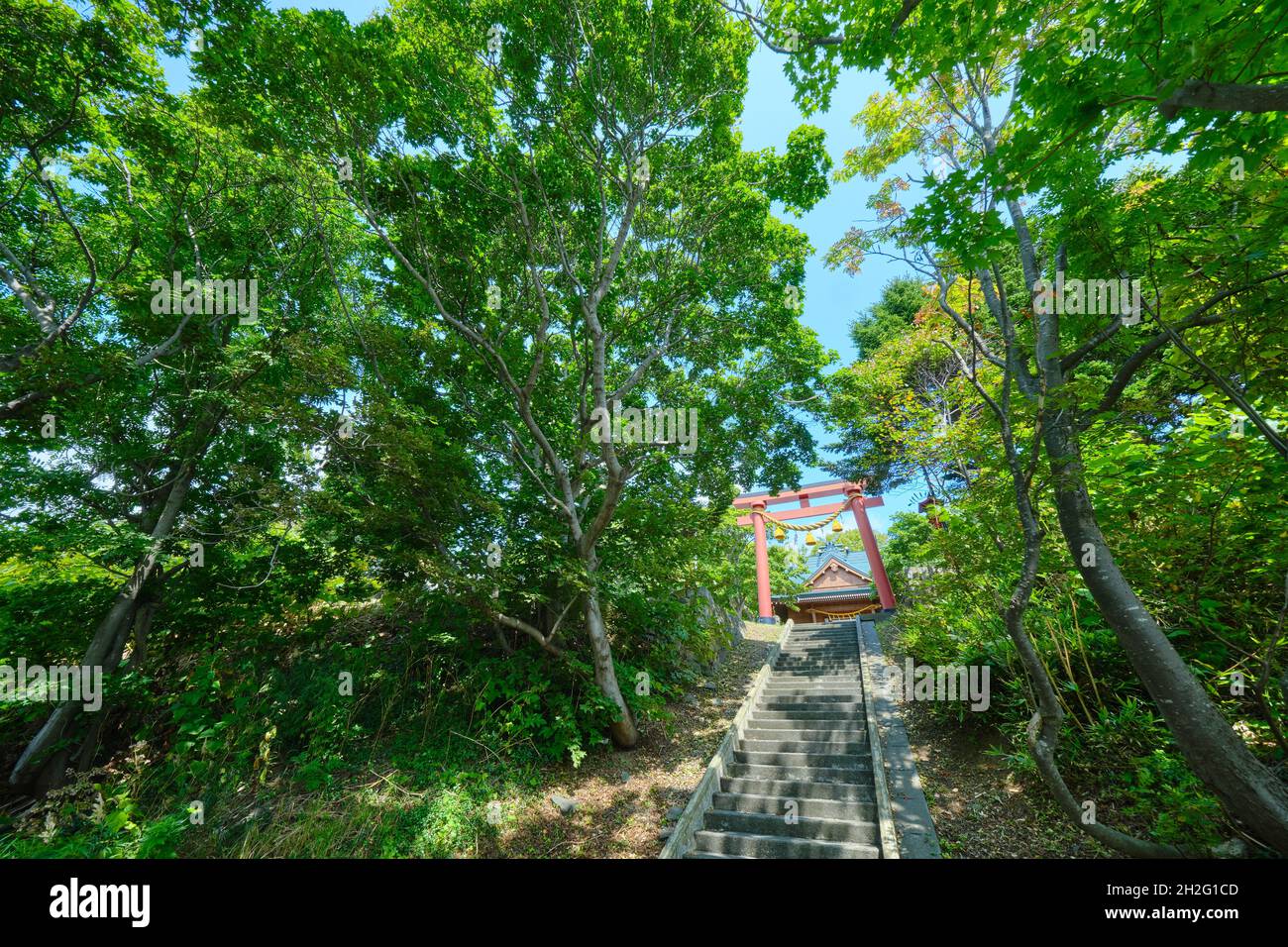 Torii Gate in Forest Stock Photo - Alamy