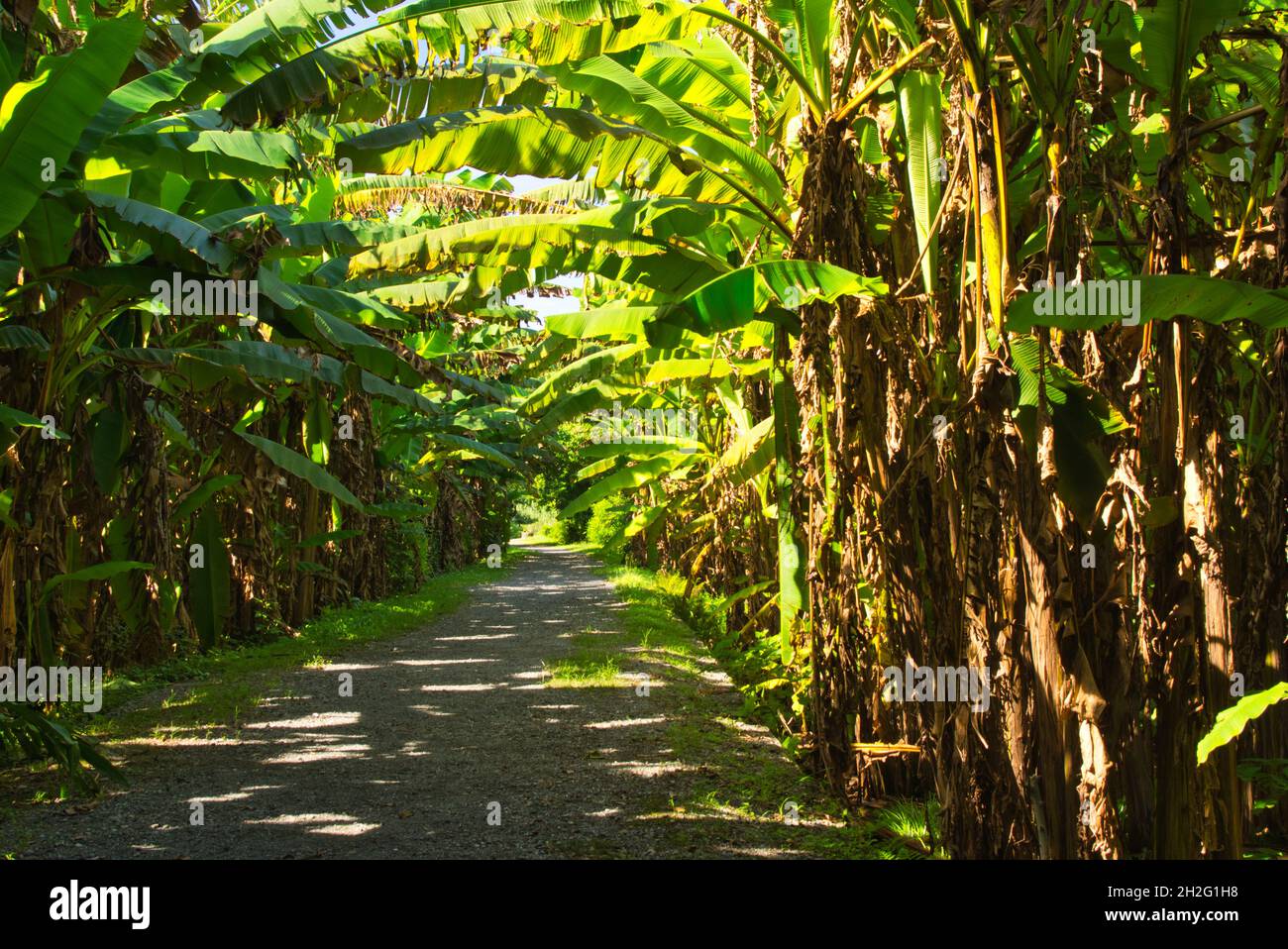 Suizenji Ezuko Park in Summer, Kumamoto Prefecture, Japan Stock Photo ...