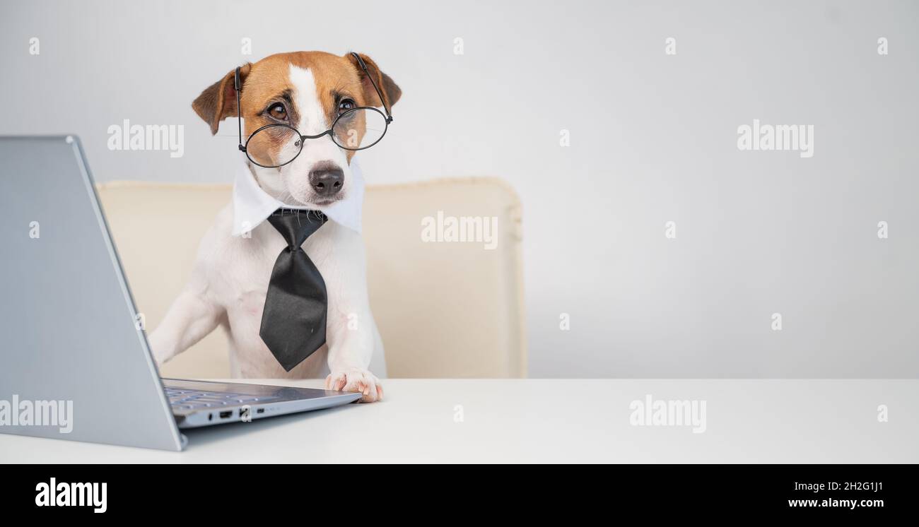 Dog jack russell terrier in glasses and a tie sits at a desk and works ...