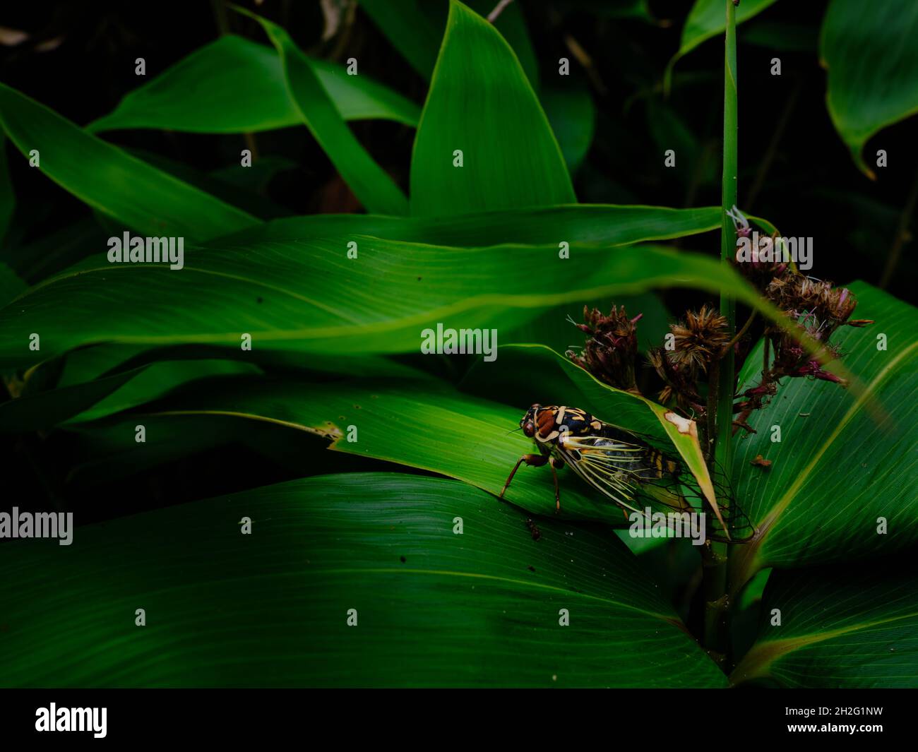 Cicada on flower hi-res stock photography and images - Alamy