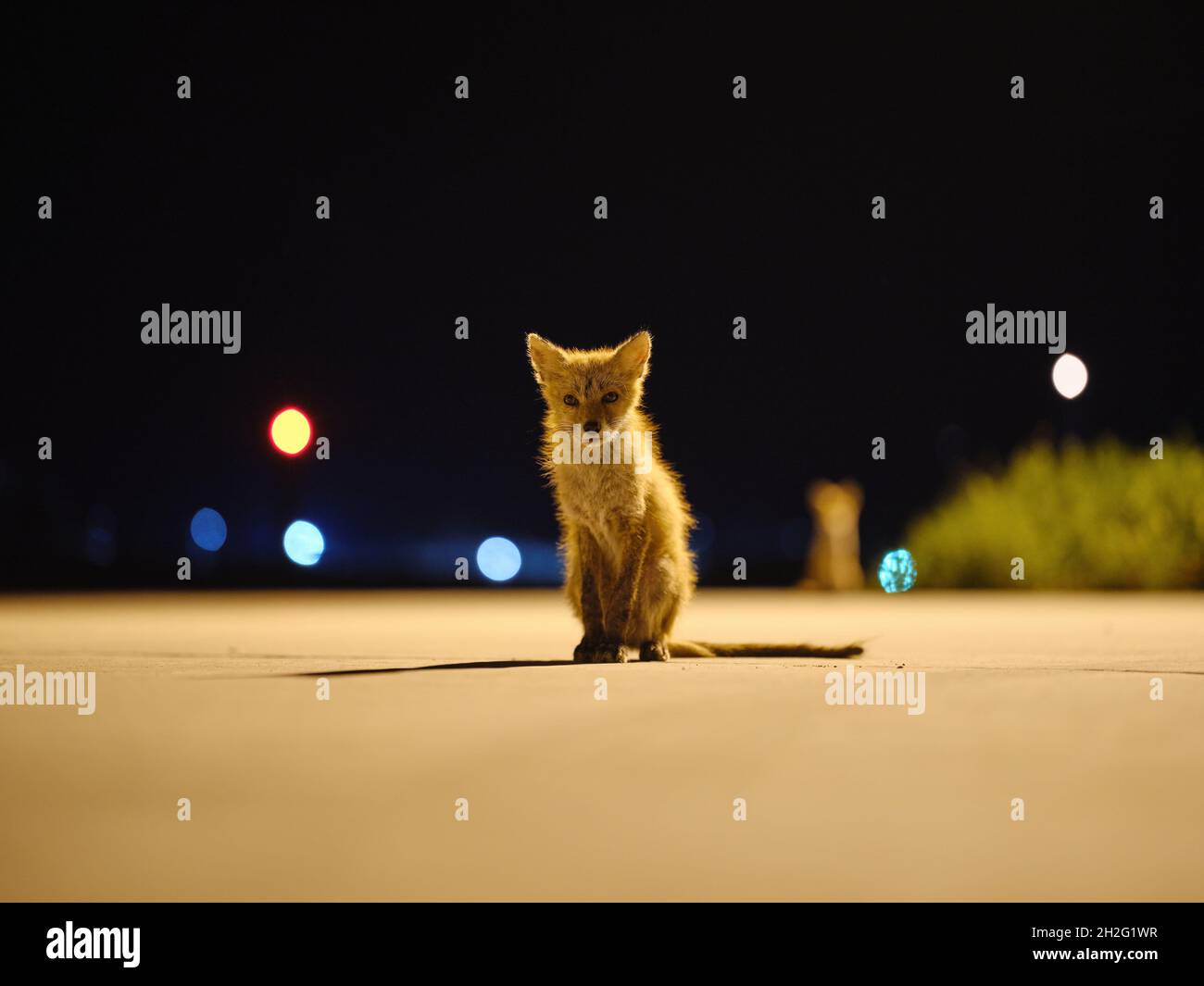 Red fox at night hi-res stock photography and images - Alamy