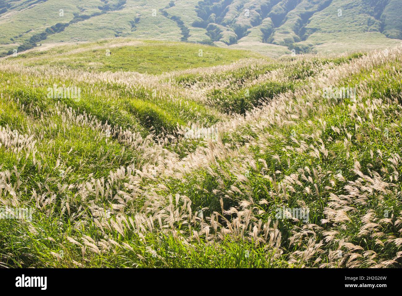 Japanese Pampas Grass, Aso, Kumamoto Prefecture, Japan Stock Photo - Alamy