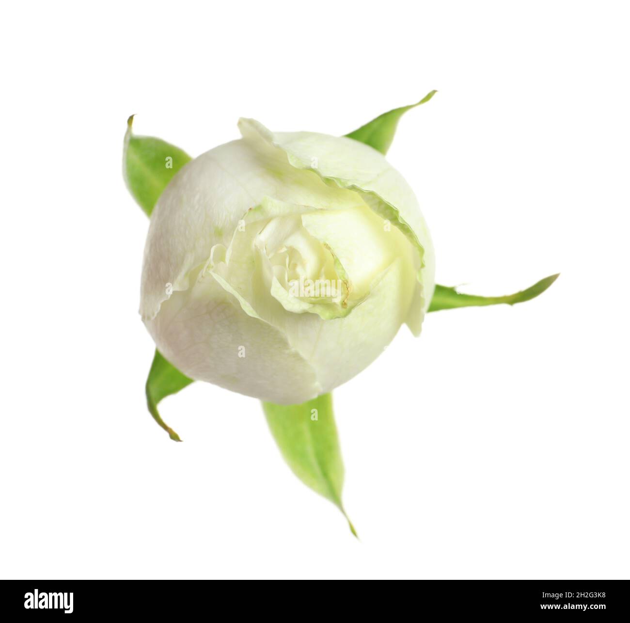Beautiful small rose bud on white background Stock Photo - Alamy