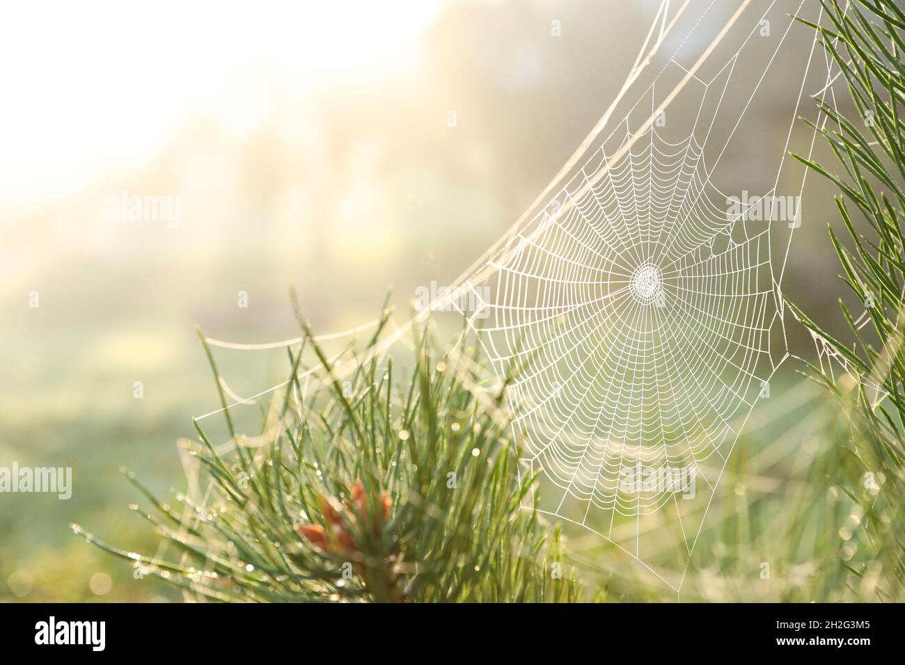 Cobweb on wild meadow, closeup view Stock Photo - Alamy
