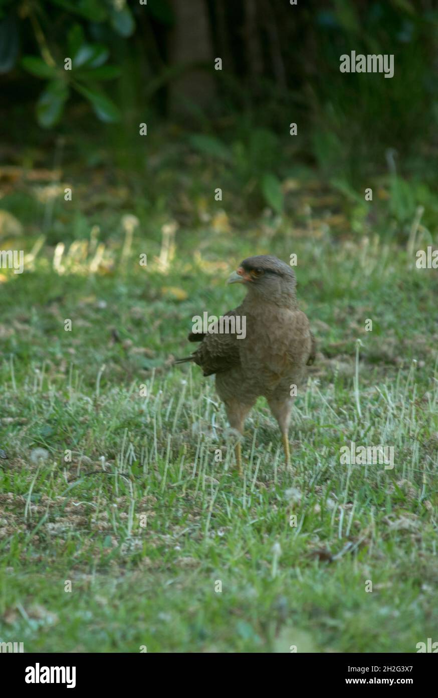 bird of prey on the field. chimango Stock Photo - Alamy