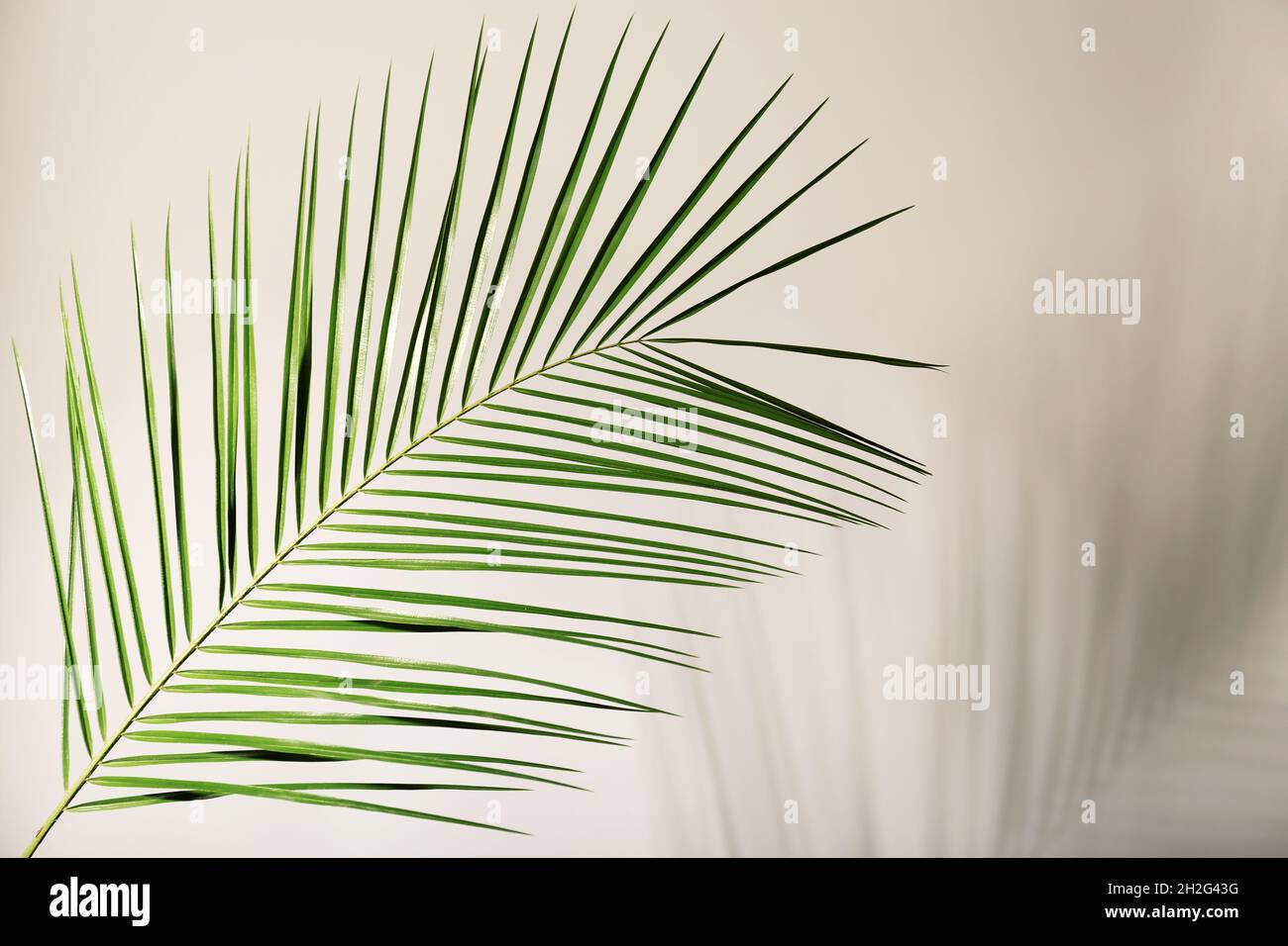 Fresh tropical date palm leaf on light background Stock Photo - Alamy