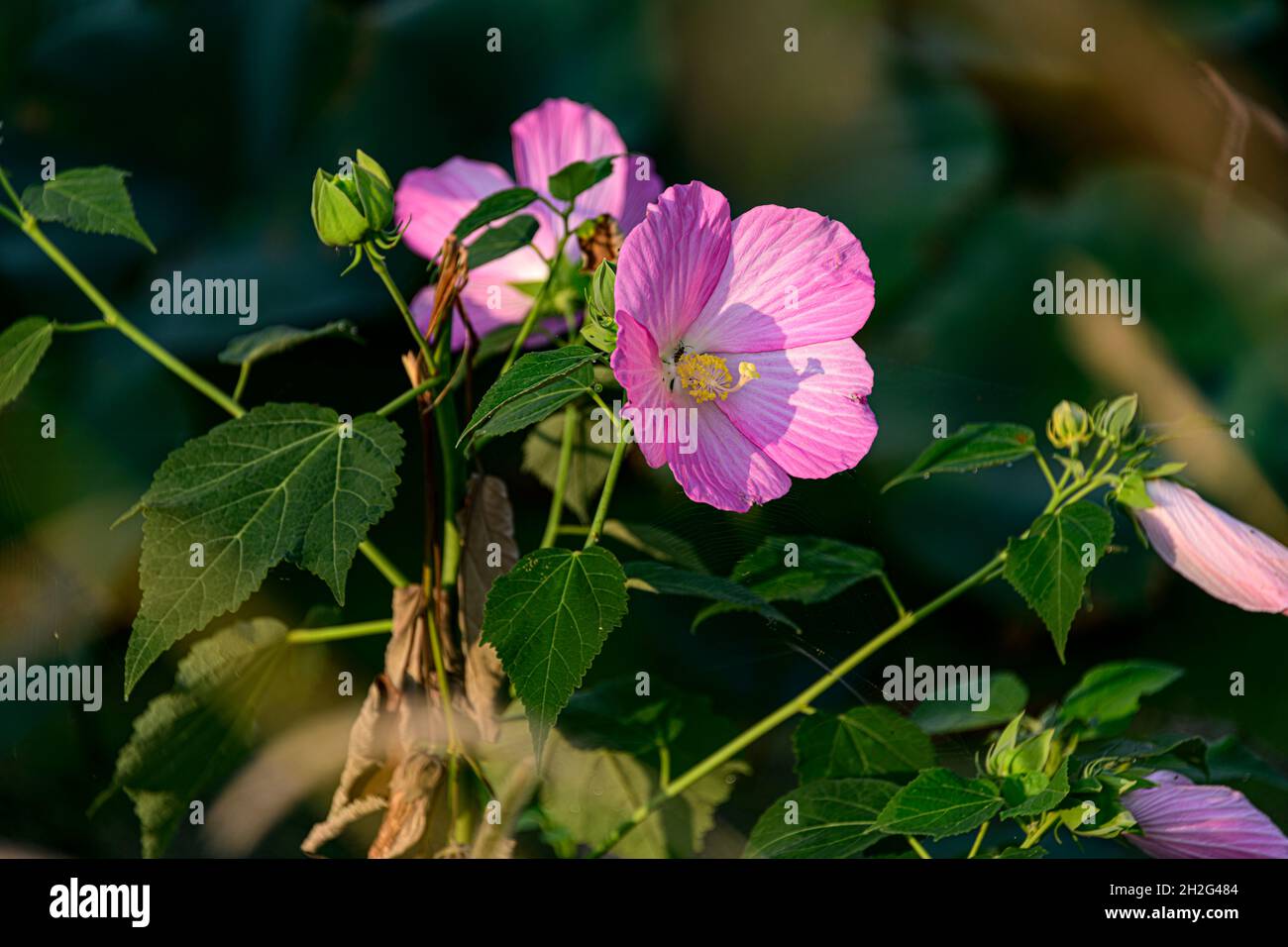 Rose-Mallow seen along a forest path Stock Photo - Alamy