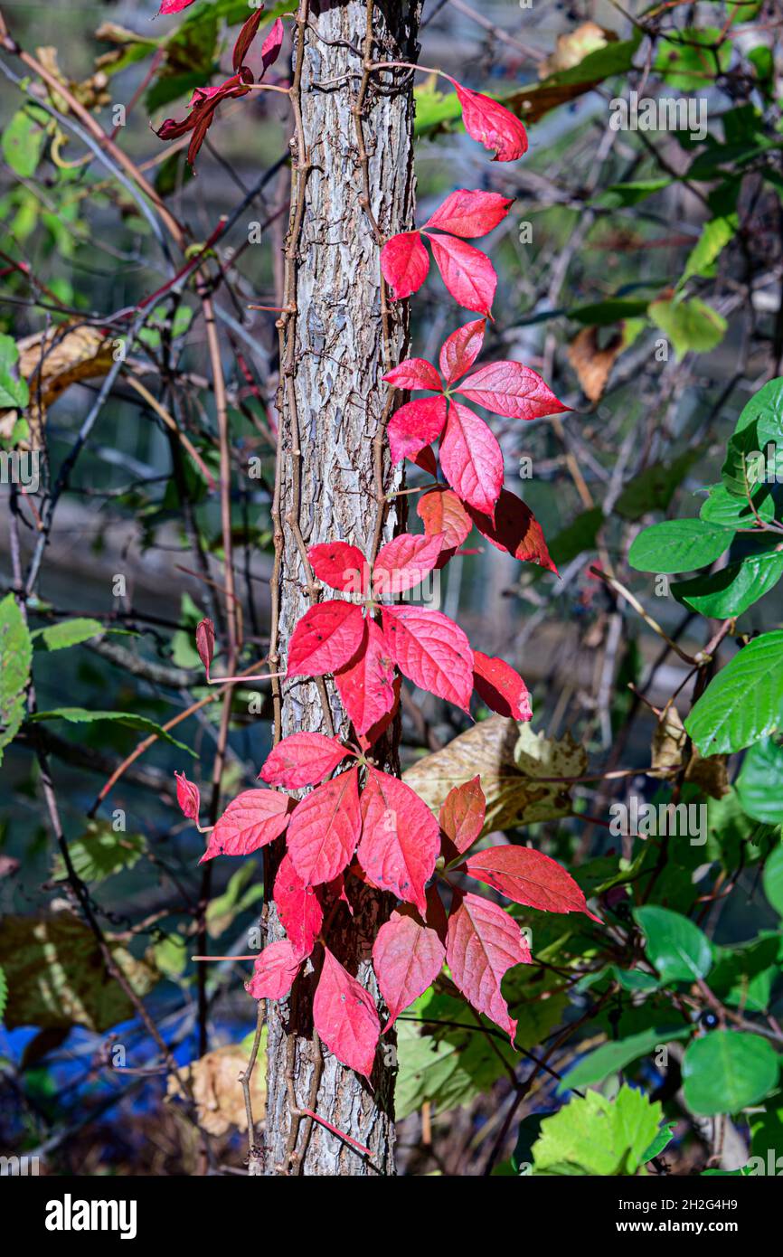 Virginia creeper tree trunk hi-res stock photography and images - Alamy
