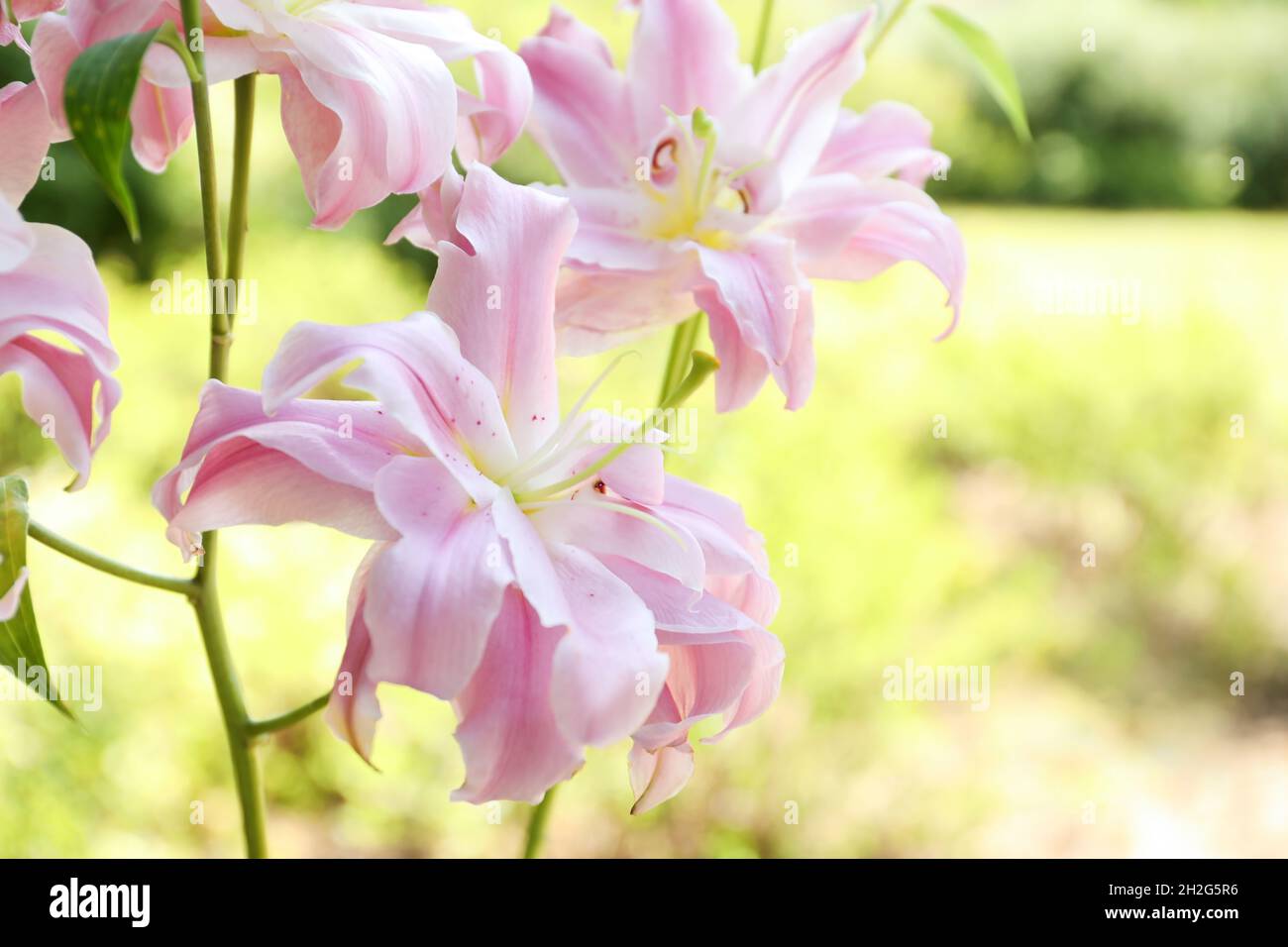 Beautiful blooming lily flowers in garden, closeup Stock Photo - Alamy
