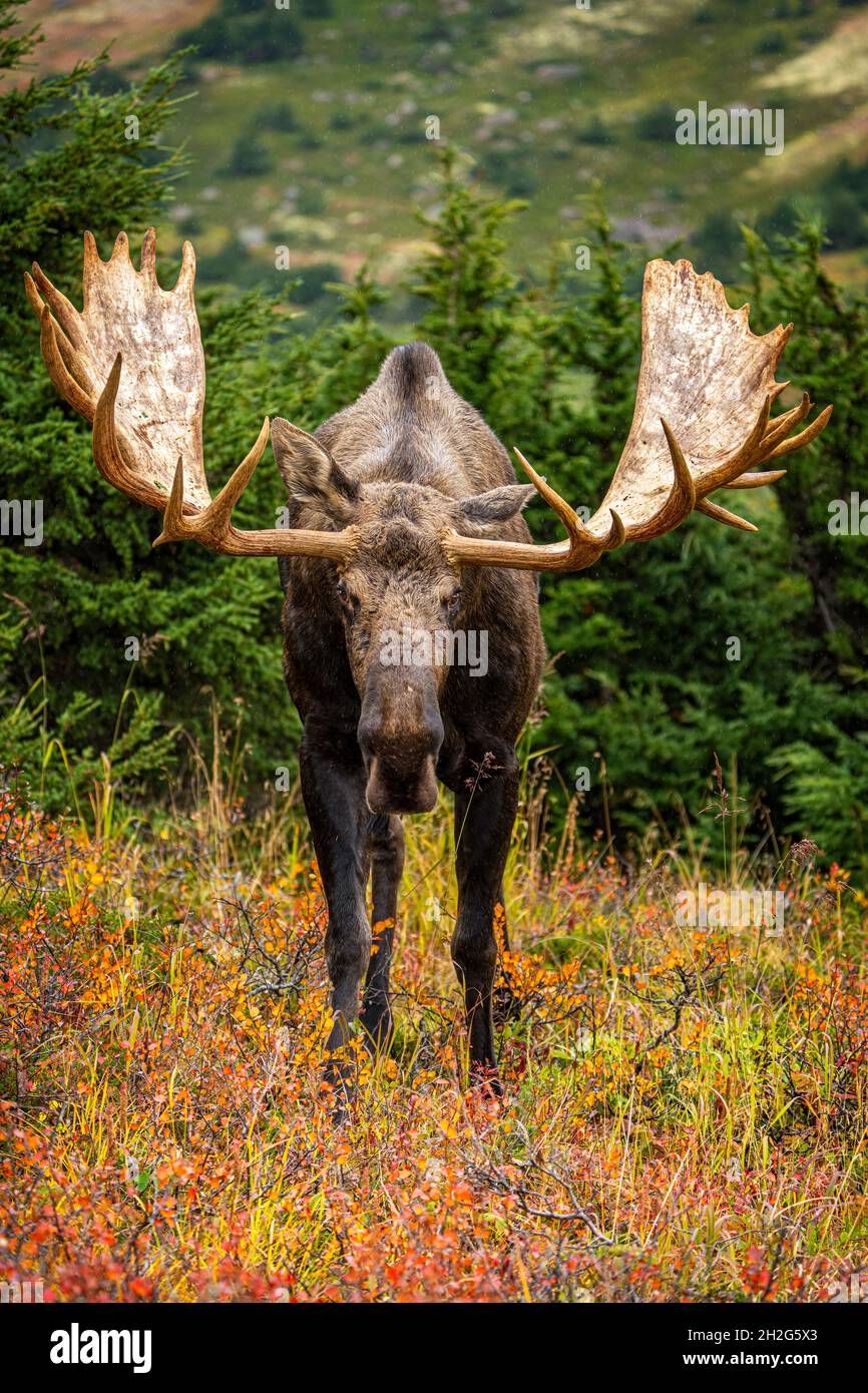 Huge bull elk hi-res stock photography and images - Alamy