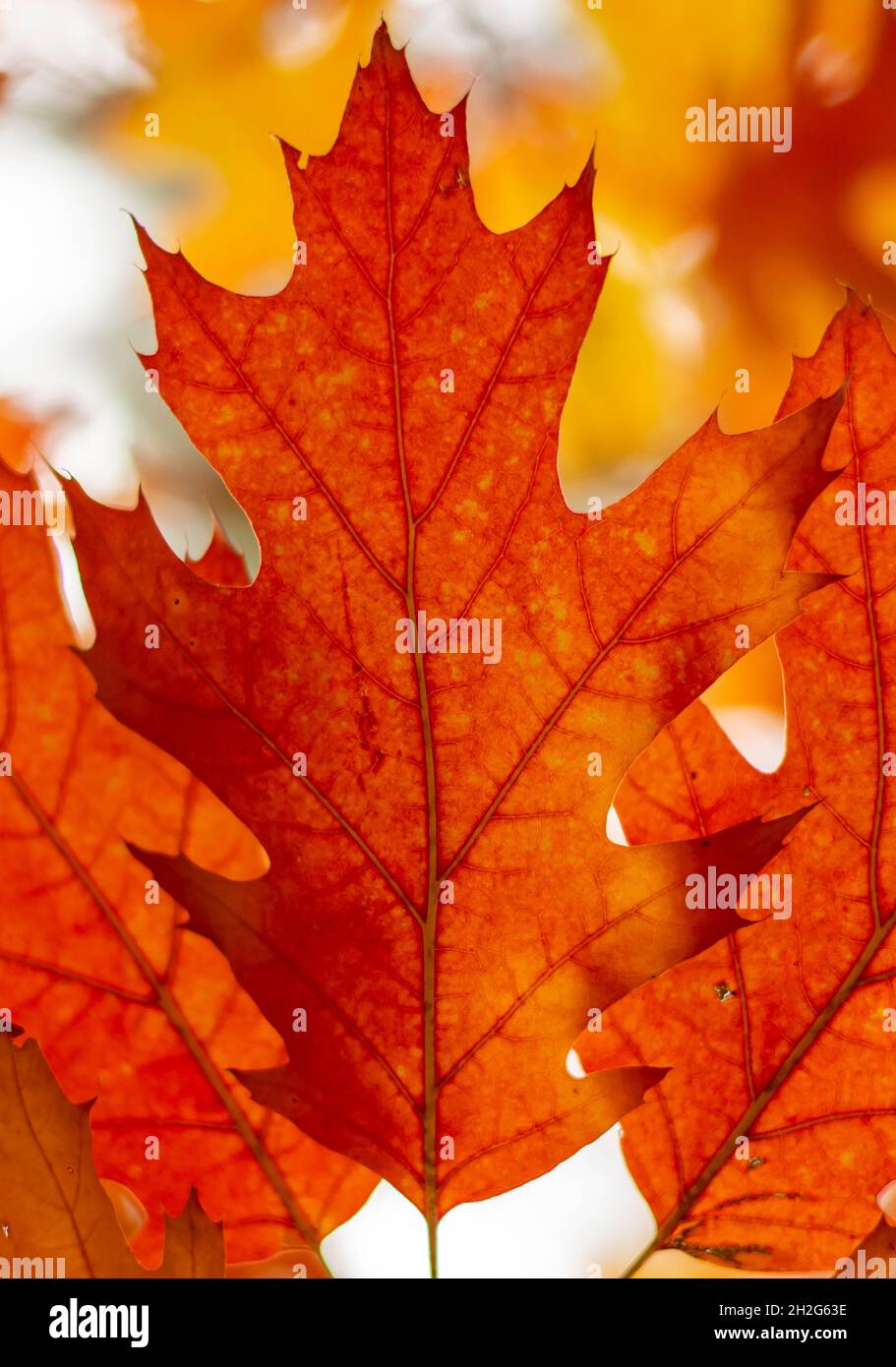 Northern red oak hi-res stock photography and images - Alamy