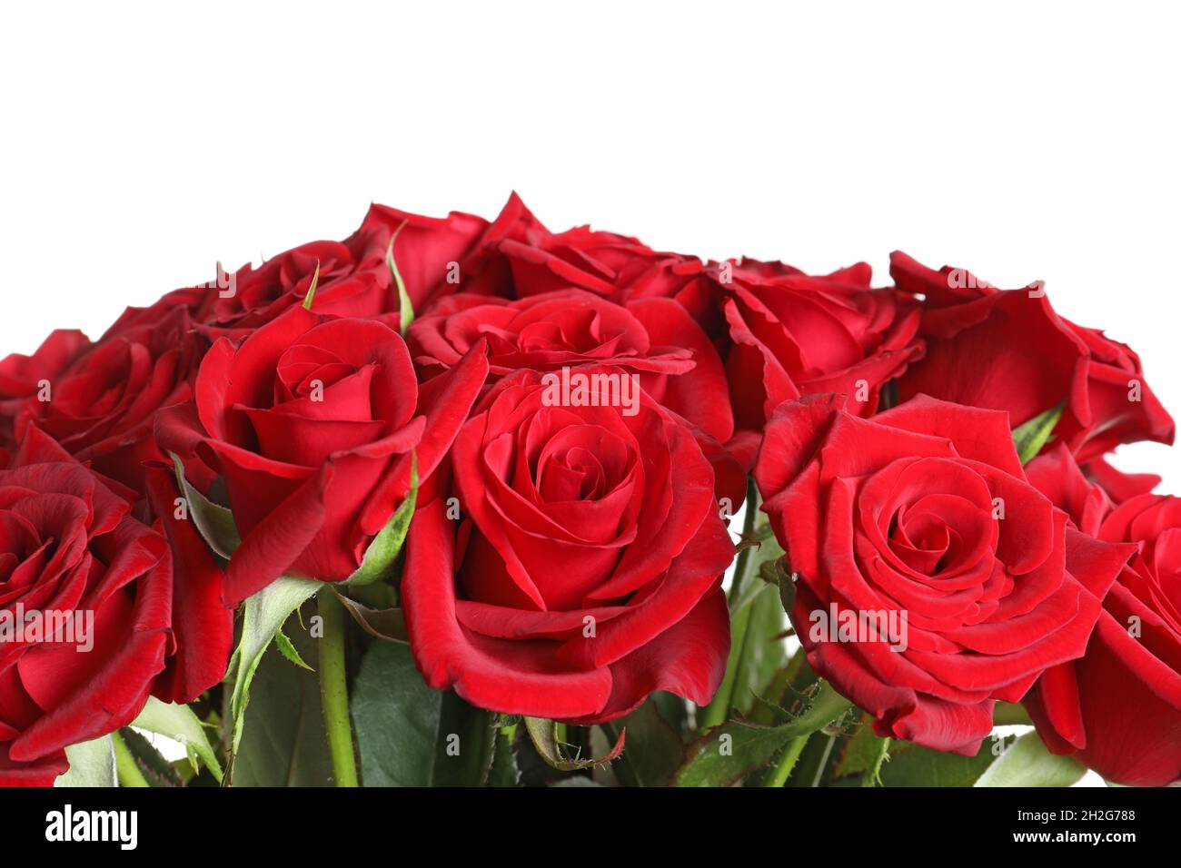 Beautiful red rose flowers on white background Stock Photo - Alamy