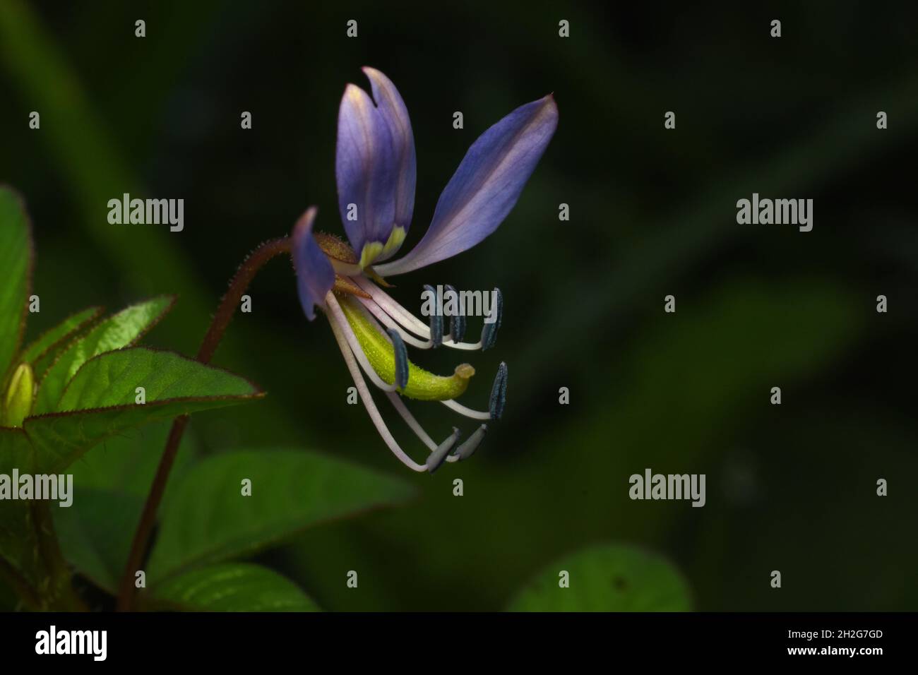Close up photo of Cleome purple flower Stock Photo - Alamy