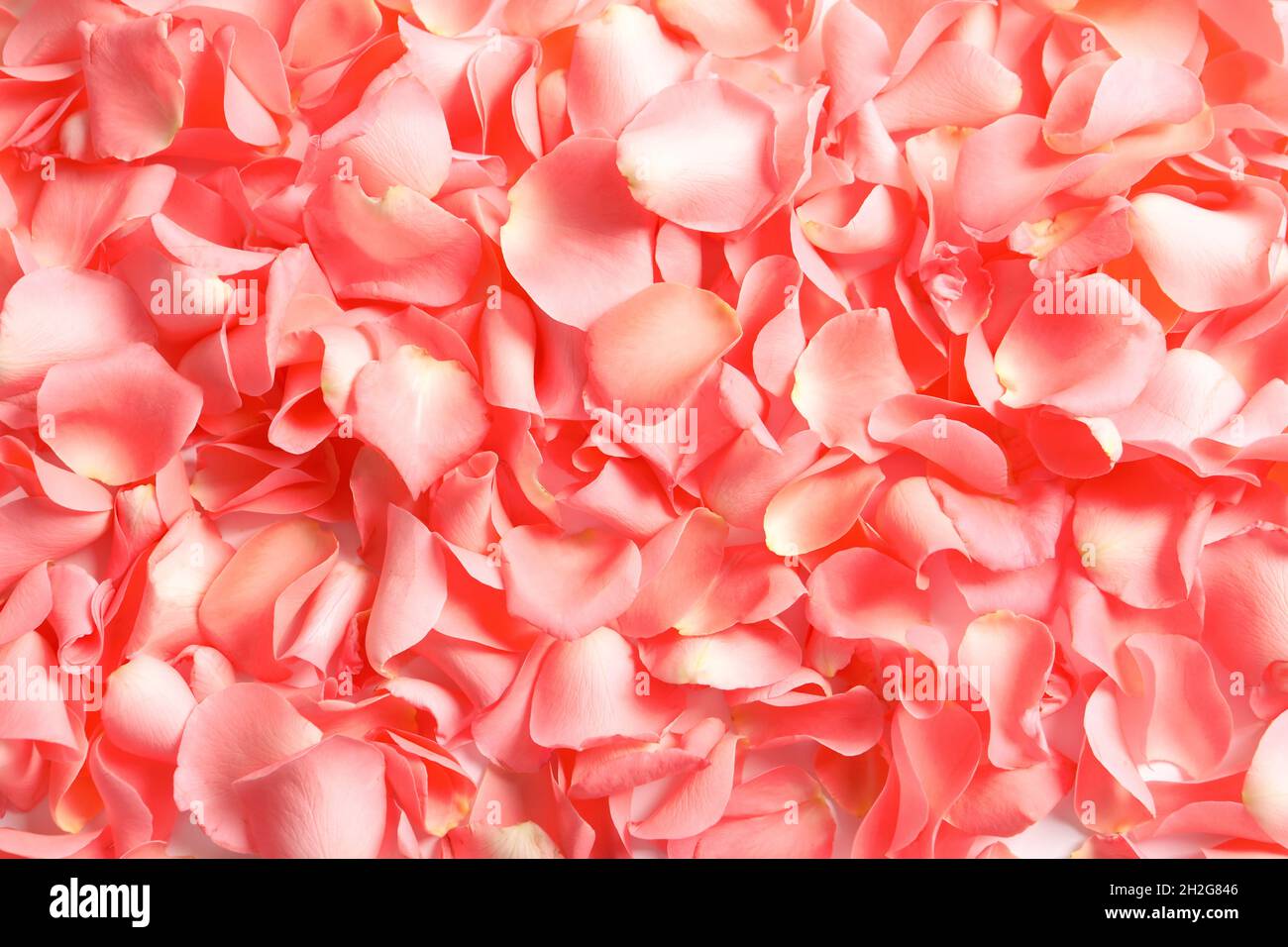 Beautiful rose petals as background Stock Photo - Alamy
