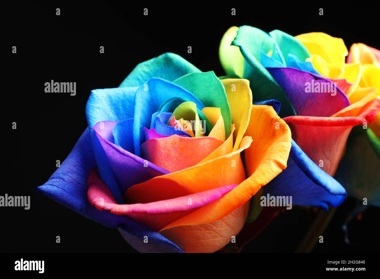 Amazing rainbow rose flowers on black background Stock Photo - Alamy