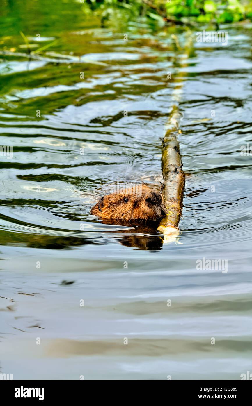 An adult beaver "Castor canadensis", hauling a fresh cut aspen tree to ...