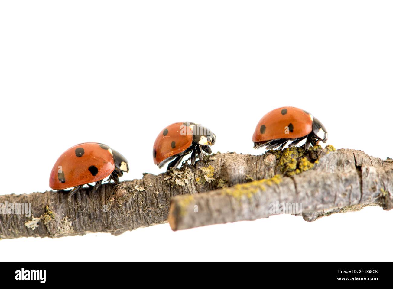 Ladybug walking on tree branch. Red insect with black dots on white ...