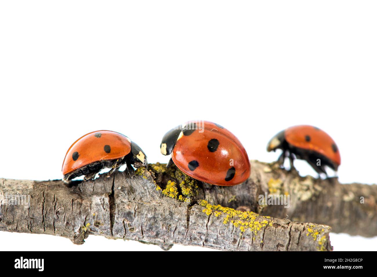 Ladybug walking on tree branch. Red insect with black dots on white ...