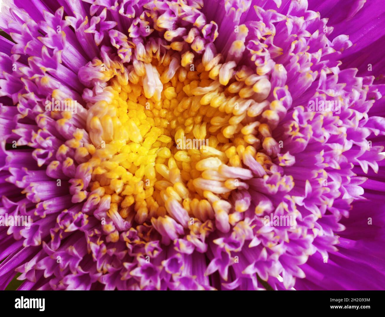 Beautiful aster flower as background, closeup view Stock Photo - Alamy