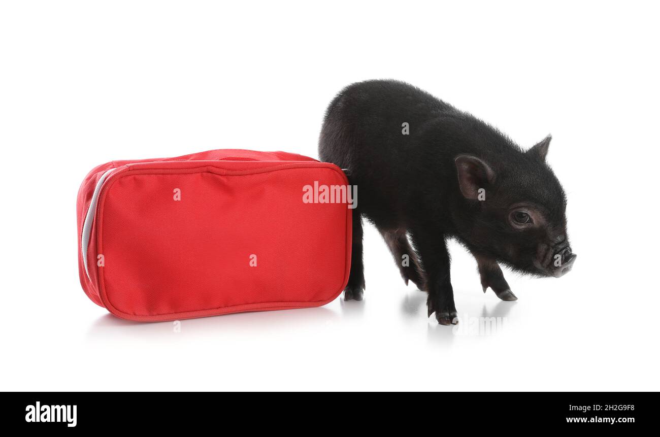 Miniature pig and first aid kit on white background Stock Photo - Alamy