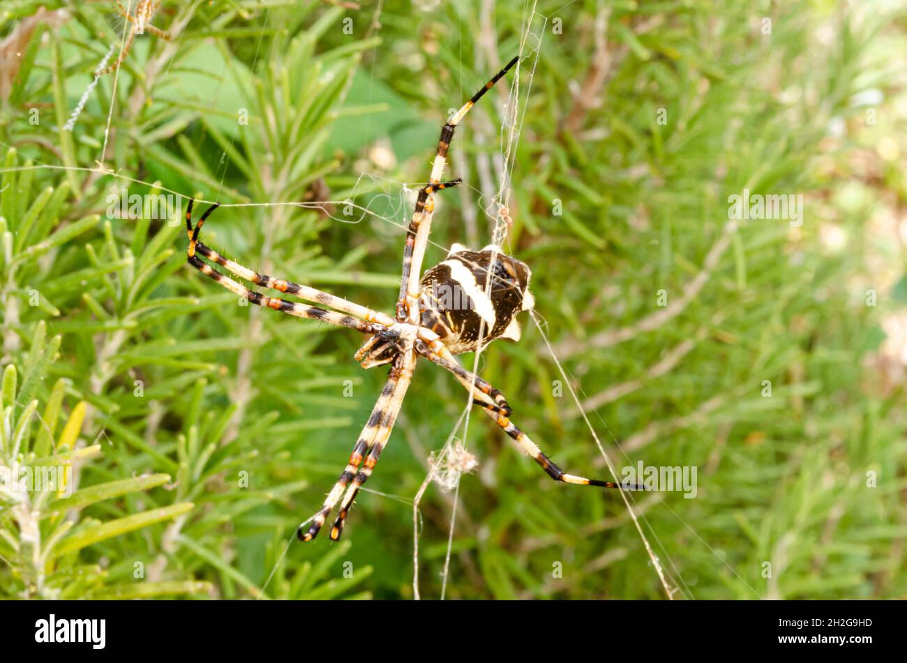 Harmless insects hi-res stock photography and images - Alamy