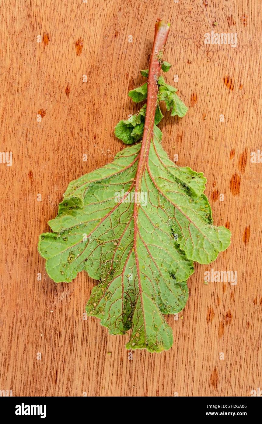Insects are on the back of the radish leaf that is on a board surface ...