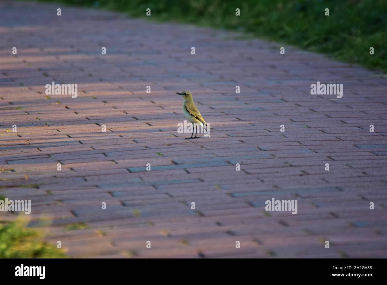 Little green yellow bird walking on a Pavement Stock Photo - Alamy
