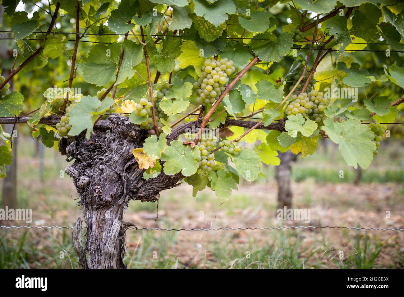 Almost 40 Years High Resolution Stock Photography and Images - Alamy