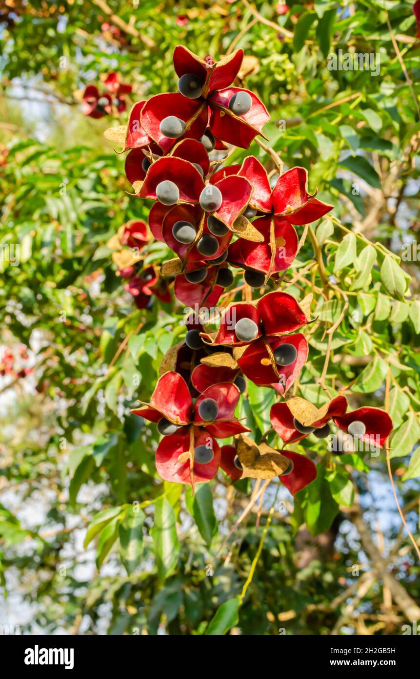 Mgambo tree hi-res stock photography and images - Alamy