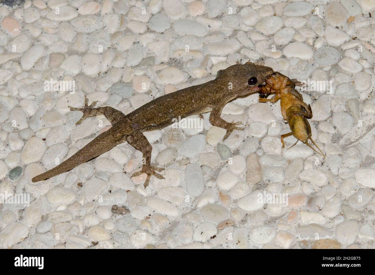 Gecko gehyra sp hi-res stock photography and images - Alamy