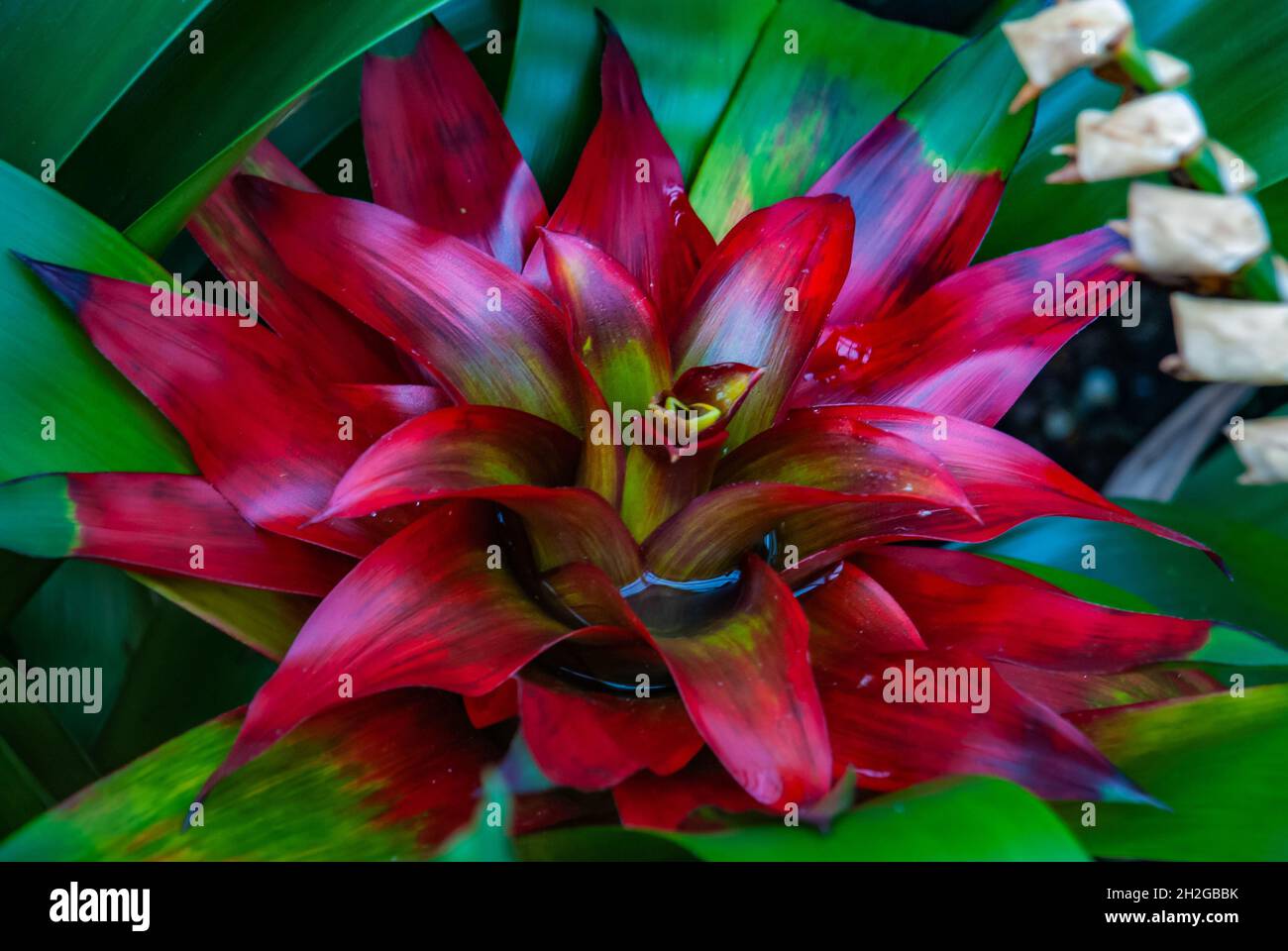 Close-up of beautiful red flower of Nidularium rutilans full bloom ...
