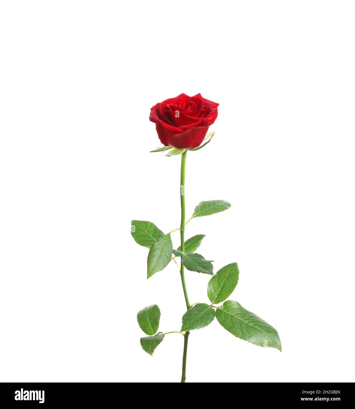 Red long stem rose on white background Stock Photo - Alamy