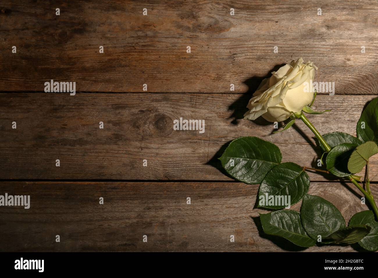 White Rose Funeral Background