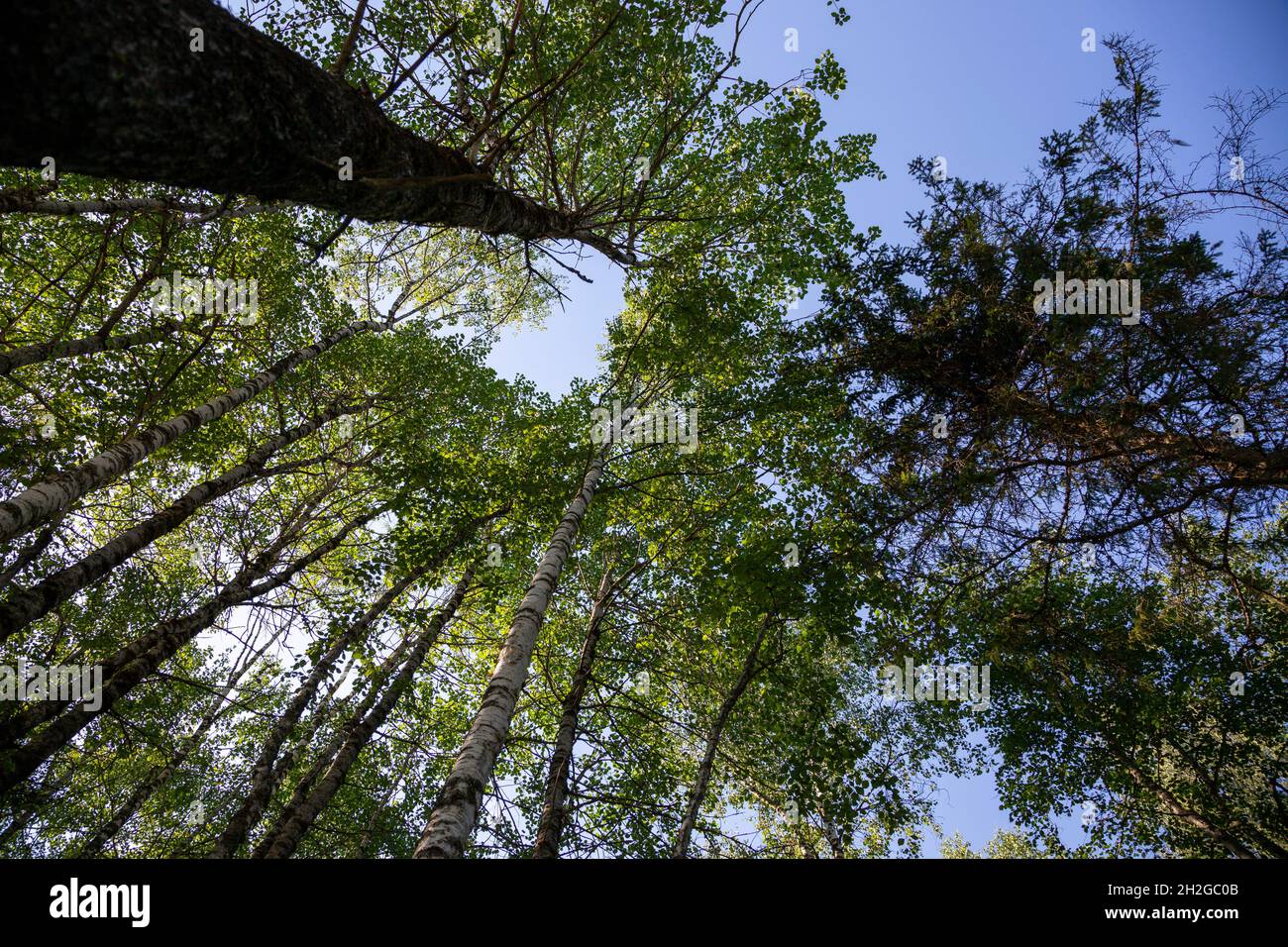 Tall Karelian spruce trees in the forest in the park of the Great ...