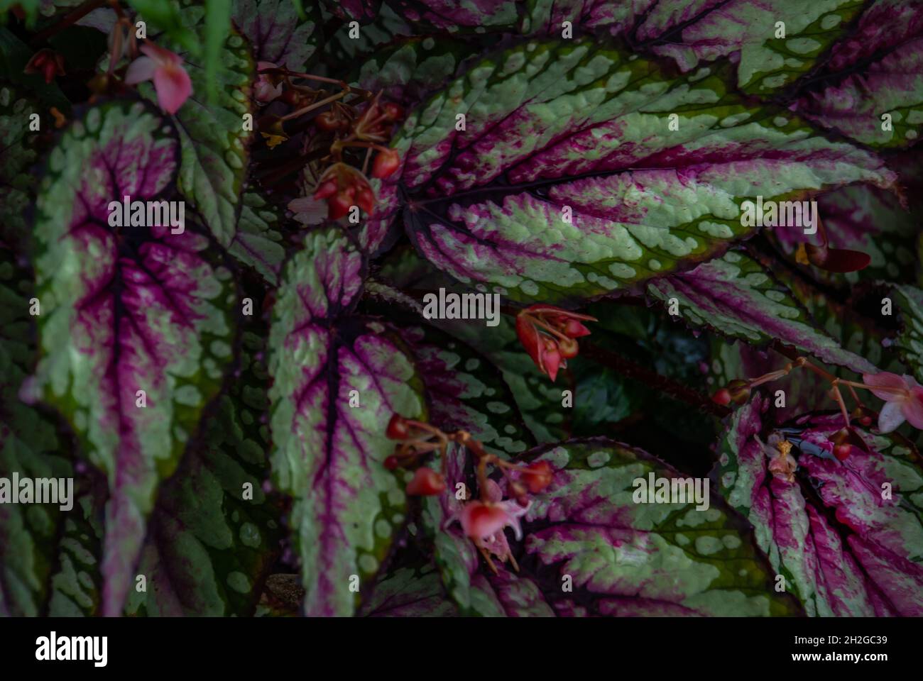 Beautiful Caladium family tree full bloom grown in a botanic garden ...