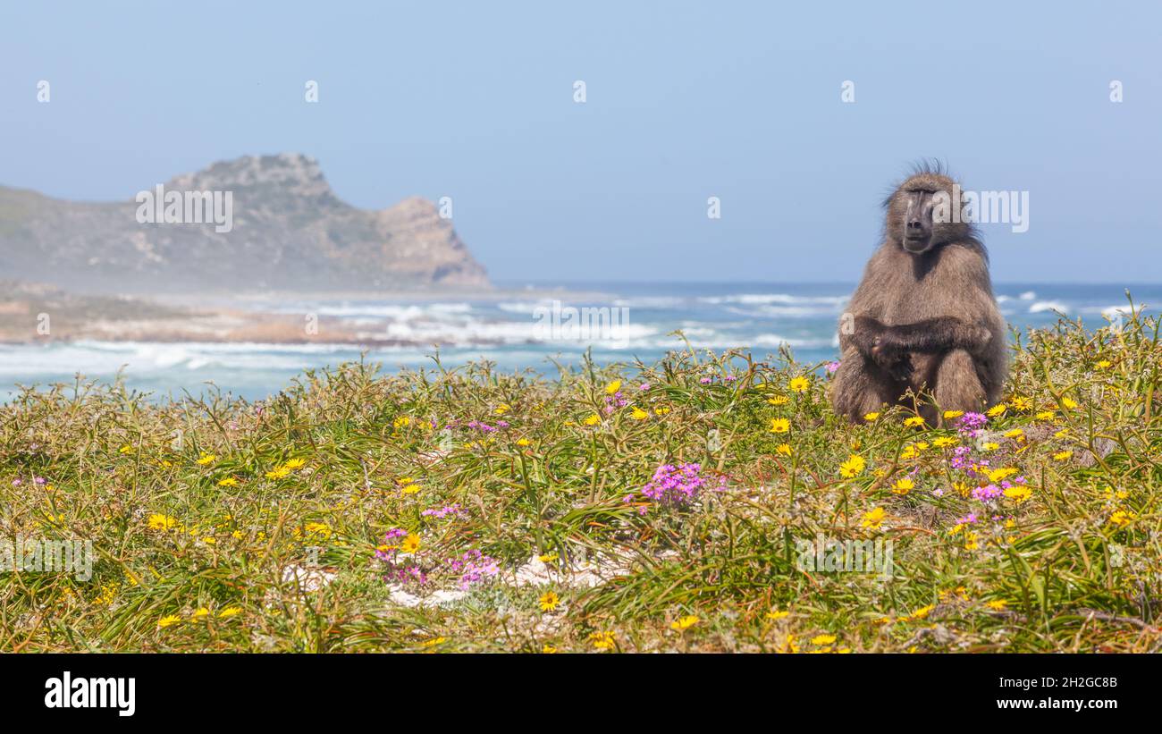 A chacma baboon near the Cape of Good Hope in Table Mountain National ...