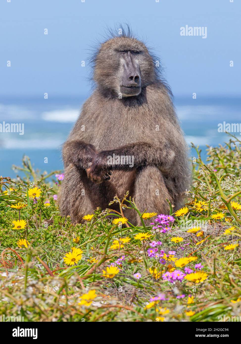 A chacma baboon relaxing near the Cape of Good Hope in Table Mountain ...