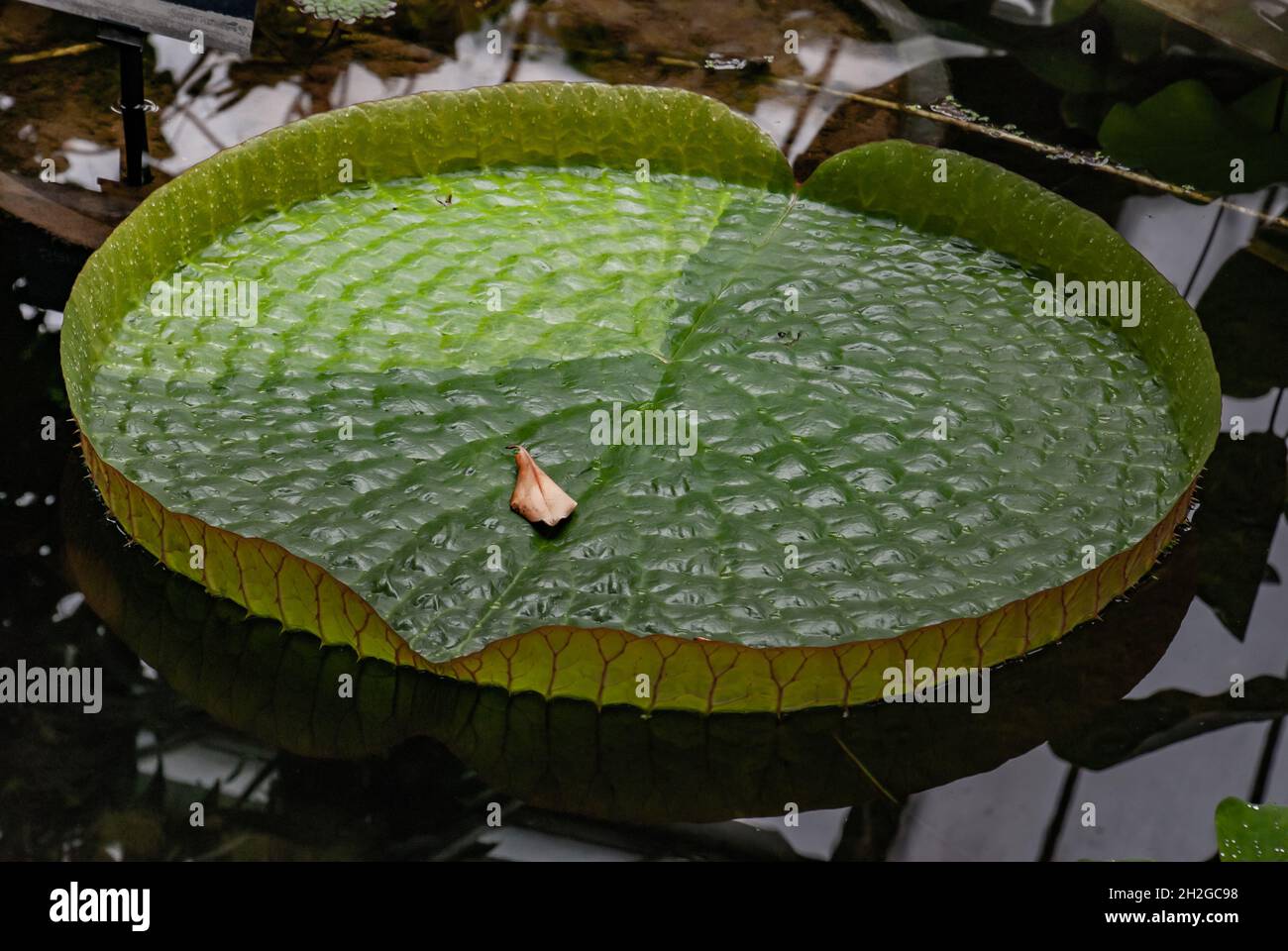 Floating curvy leaves of Victoria cruziana (Santa Cruz water lily ...