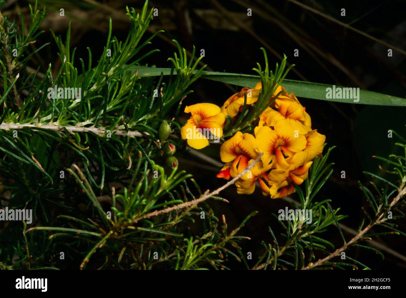 Not sure how Grey Parrot Pea (Dillwynia Cinerascens) got its name ...