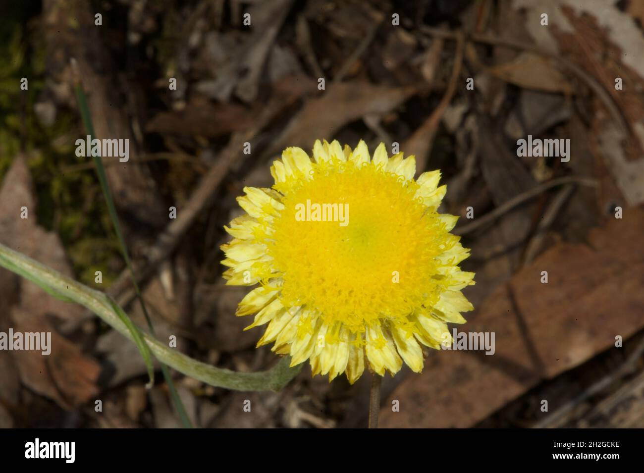 This flower is called Button Everlasting (Helichrysum Scorpioides ...
