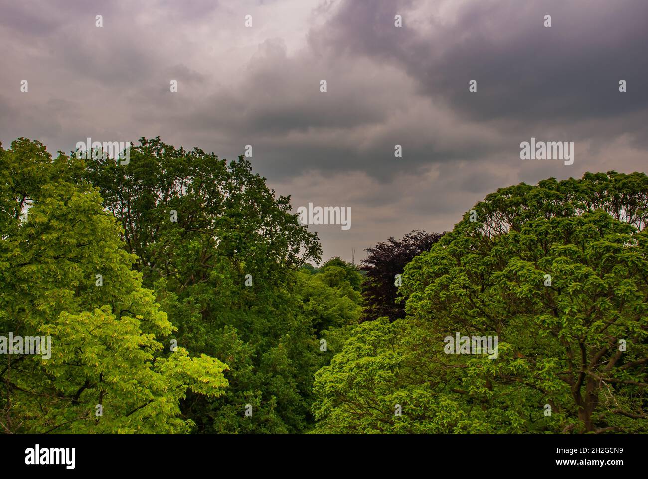 Big green trees with beautiful nature, Landscape of green environment ...