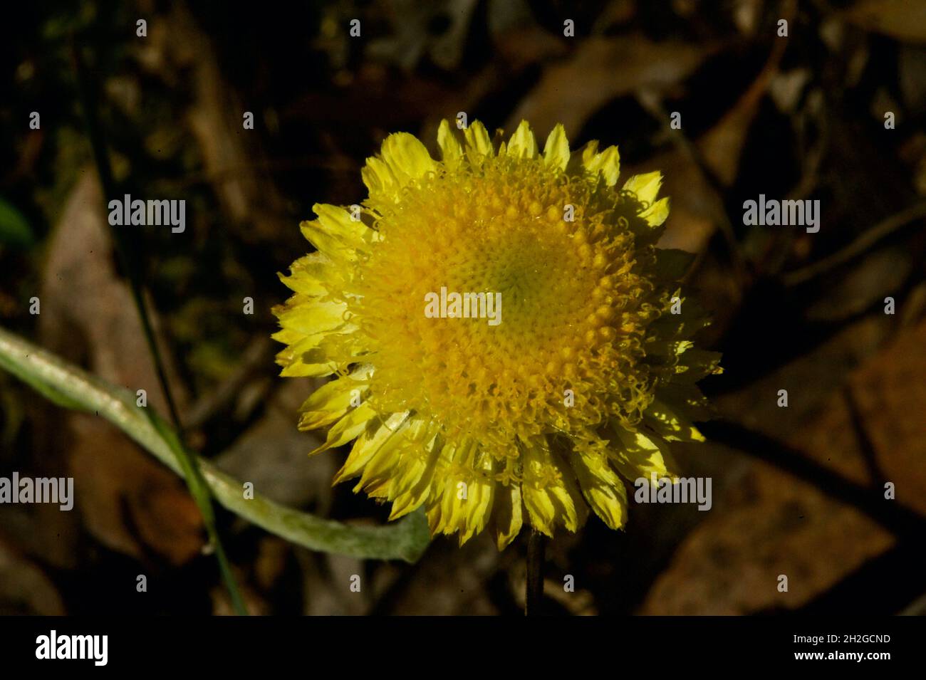 This flower is called Button Everlasting (Helichrysum Scorpioides ...
