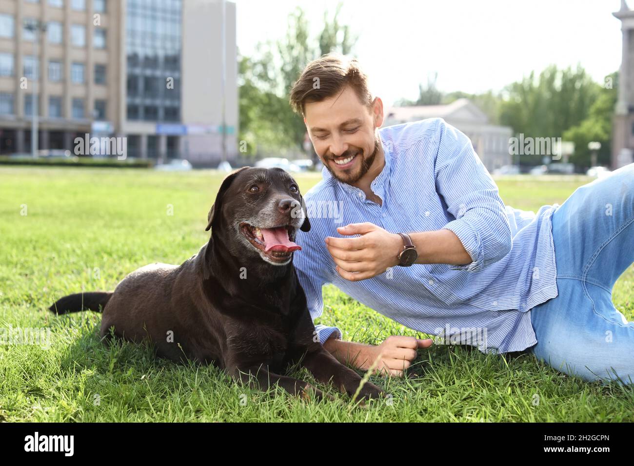 Cute brown labrador retriever with owner outdoors Stock Photo - Alamy