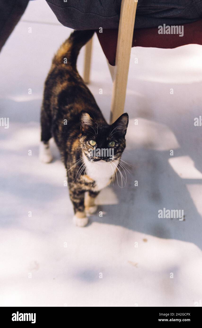cat staring at camera Stock Photo - Alamy