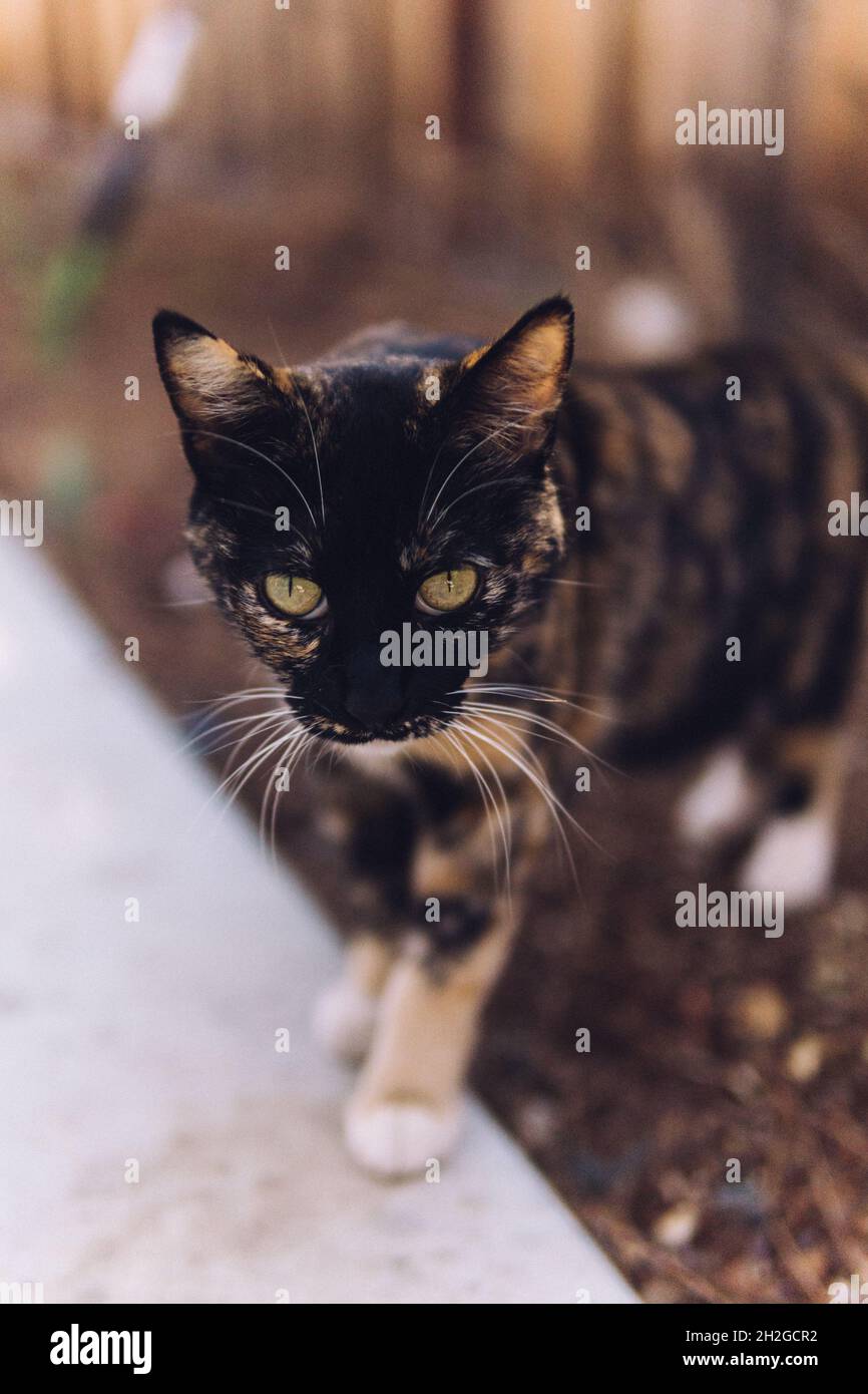 cat staring at camera Stock Photo - Alamy