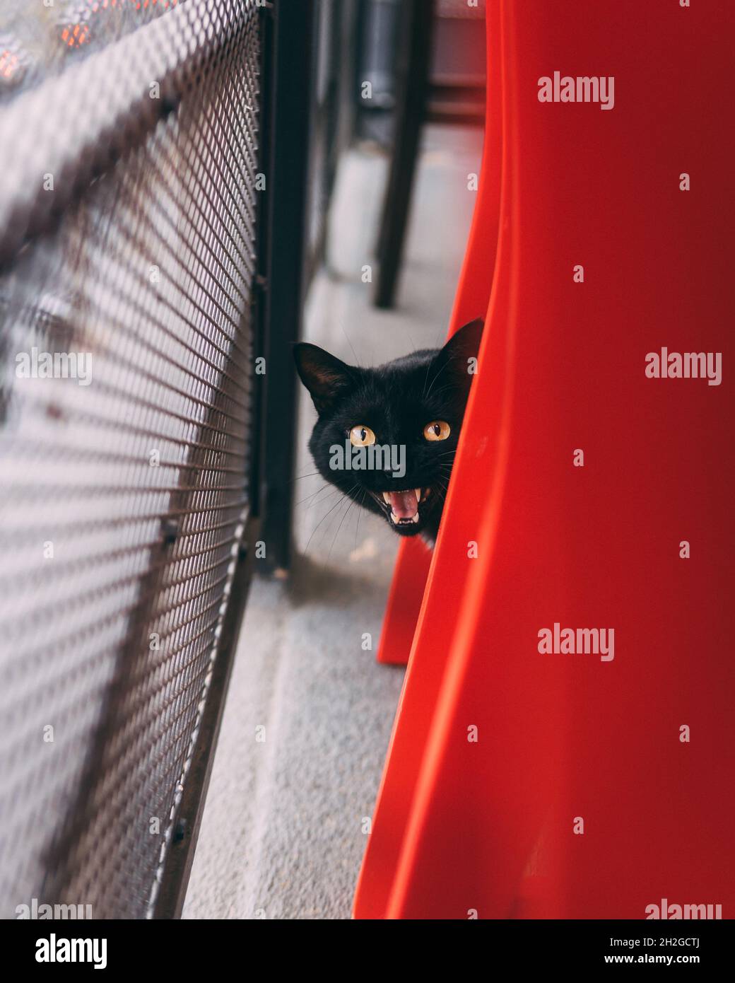 Meowing kitty hi-res stock photography and images - Alamy