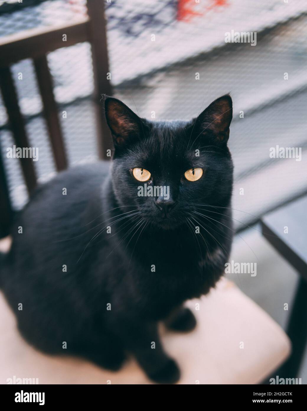 black cat chilling Stock Photo - Alamy