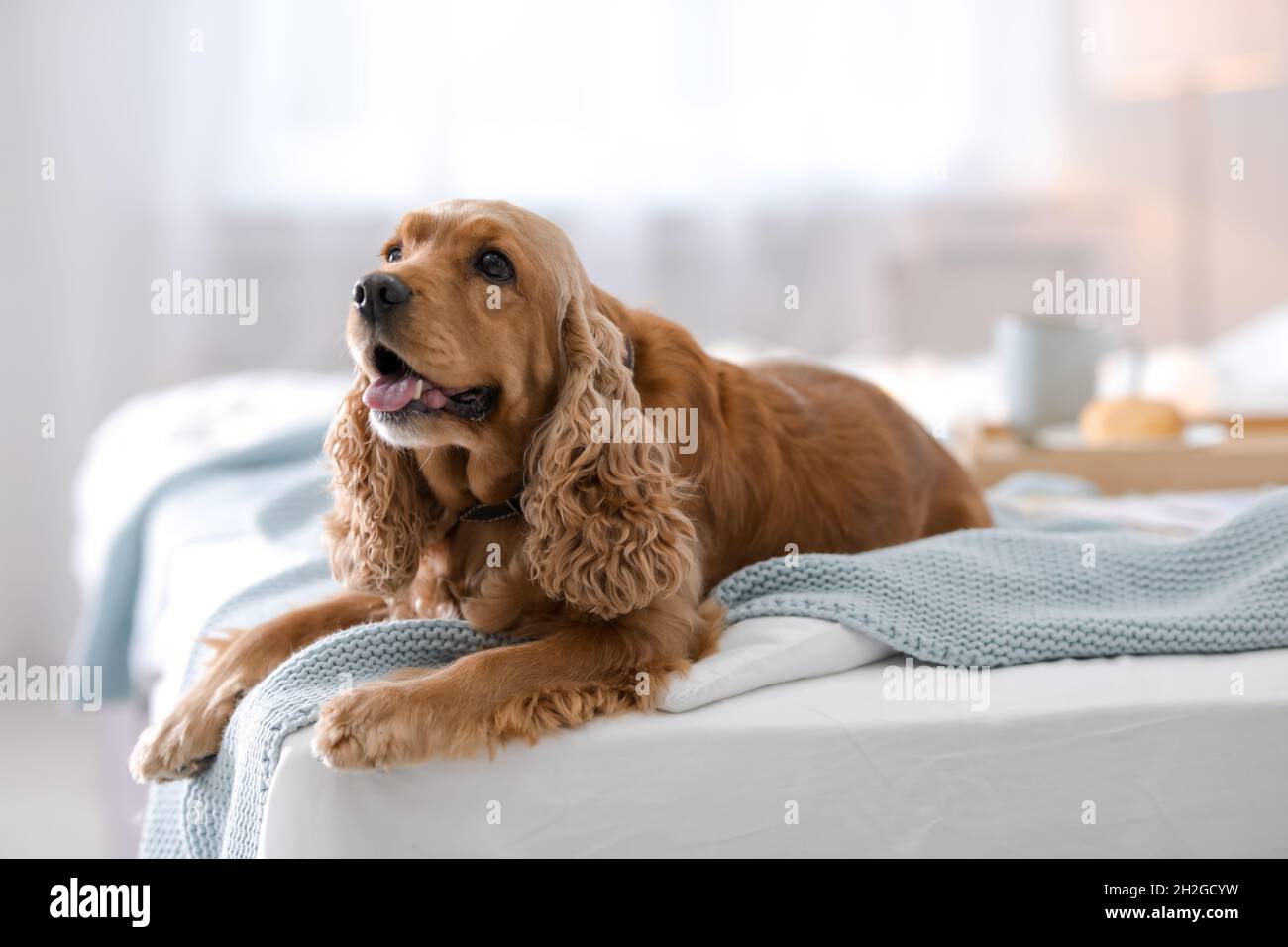 Cute Cocker Spaniel dog with warm blanket on bed at home. Cozy winter ...