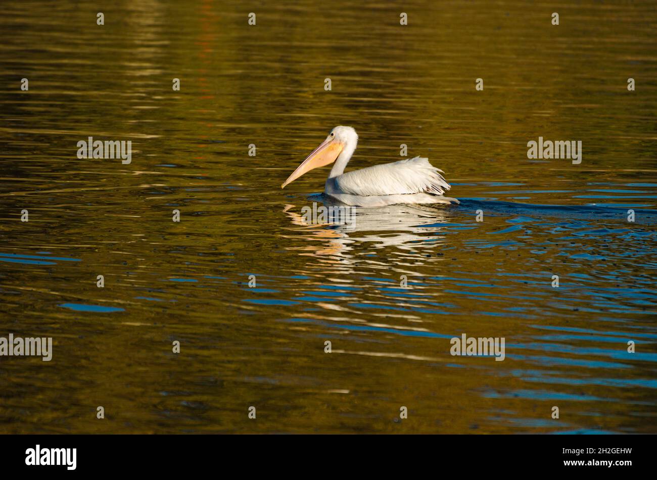 Great white pelican, a most interesting wildfife or water fowl ...