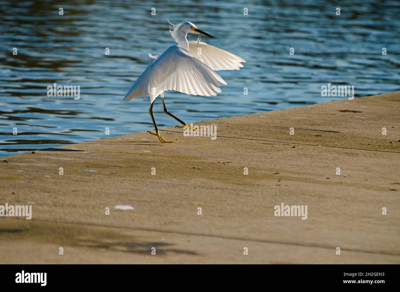 Balboa landing hi-res stock photography and images - Alamy